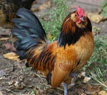 Other Things Here at Green Barn Farm